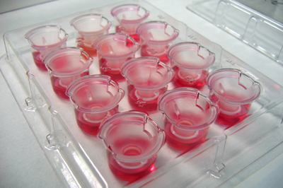 EpiSkin epidermal model