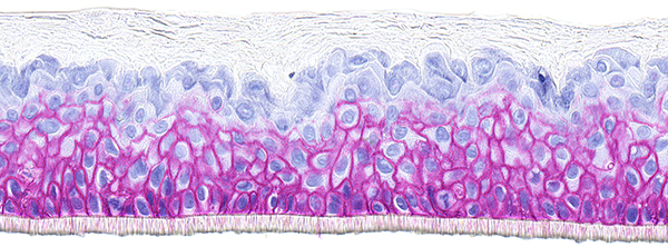 SkinEthic RHE Reconstructed Human Epidermis