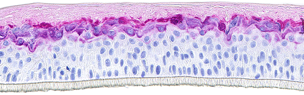 SkinEthic RHE Reconstructed Human Epidermis