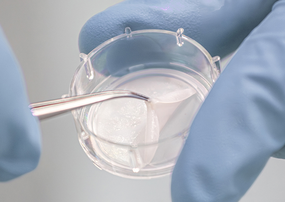 Episkin - World leader in tissue engineering for in vitro human skin ...