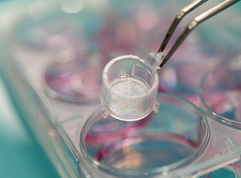 生产体外人类皮肤和上皮模型的组织工程世界领导者